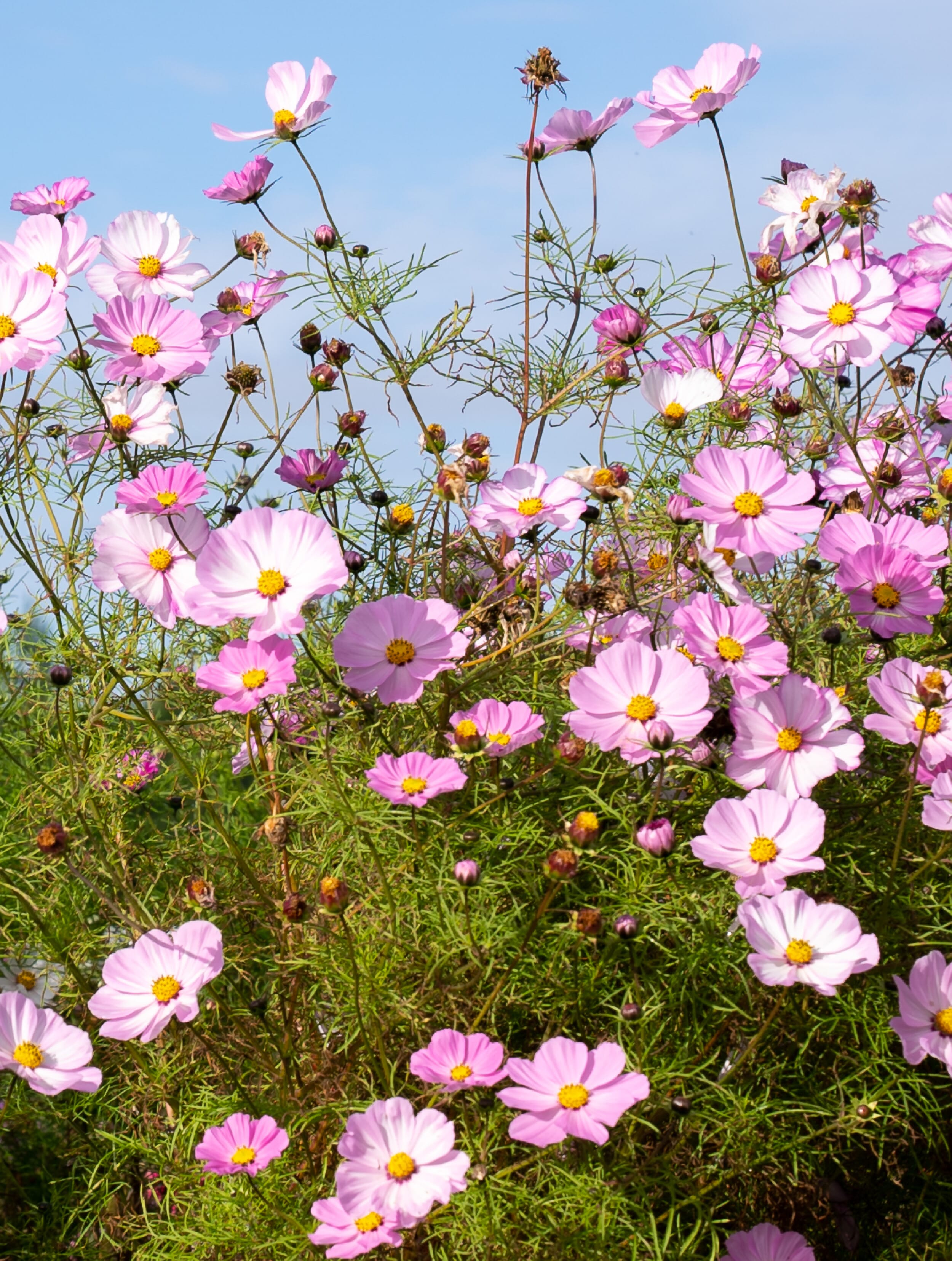 Floral Fashion | Brora in Bloom 2025 | Brora Fashion