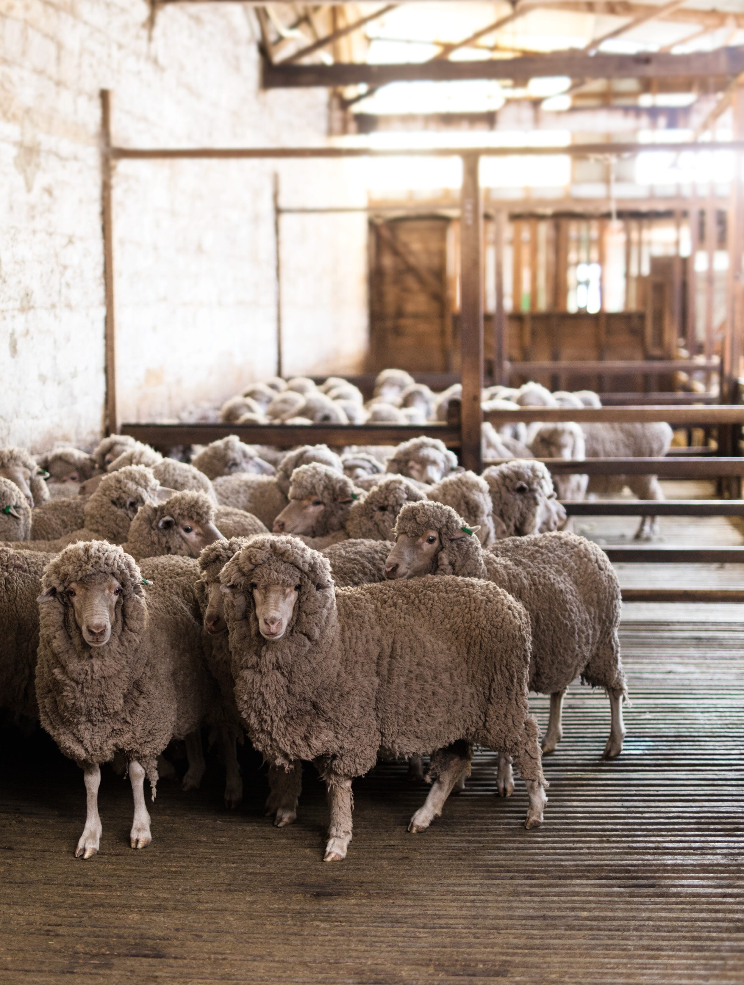 Campaign for Wool | Jumpers, Cardians & Tanks